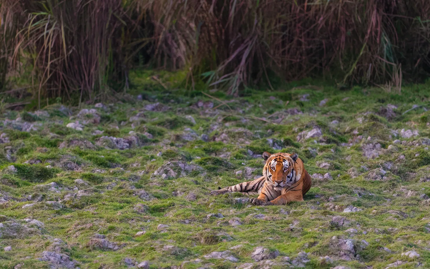 Photo-Safari - Just Nature Expeditions