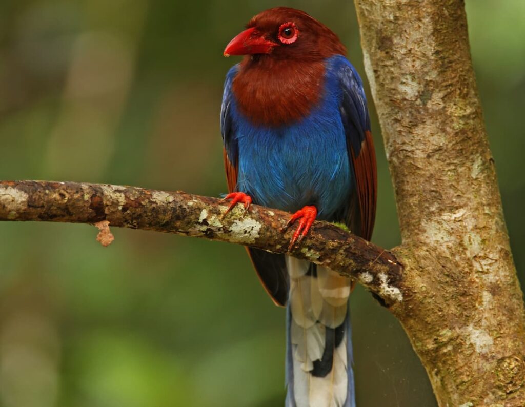 Explore the Unique Biodiversity of Sri Lanka: A Guide to Its Rare Flora and Fauna